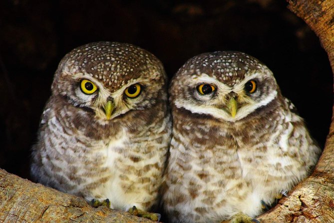 Bharatpur Bird watching & Wildlife from Delhi - Duration and Suitability