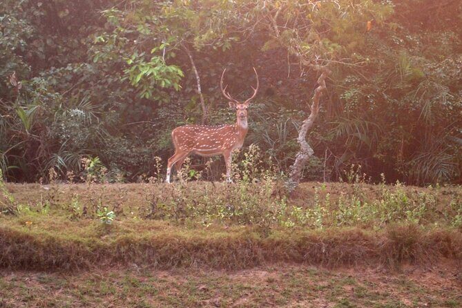 Bhubaneshwar to Similipal National Park Expedition - Introduction