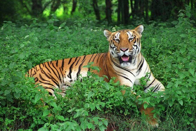 Bhubaneshwar to Similipal National Park Expedition - Day 3: Return and Reflection