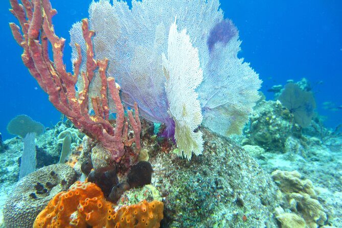 Bicycle Adventure With Snorkel and Lunch - Authenticity and Value