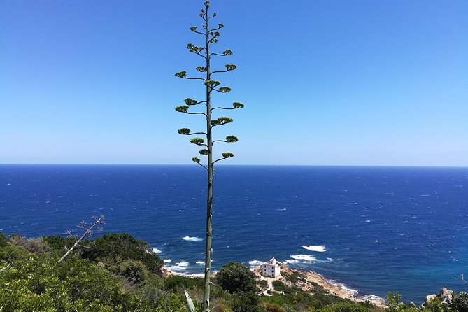 Biderosa and Capo Comino Beach Tour - Final Thoughts: Is It Worth It?