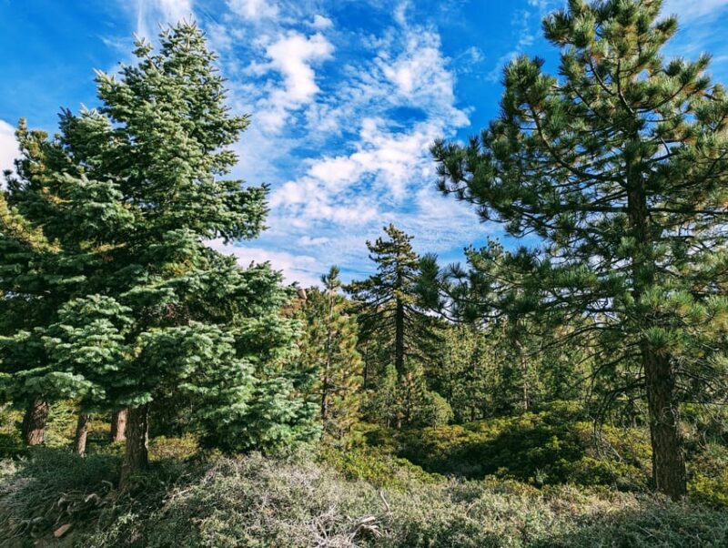 Big Bear: Family-Friendly Nature Walk w Hot Chocolate - Practical Details and What to Bring