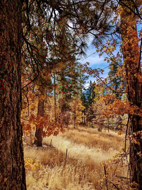 Big Bear: Family-Friendly Nature Walk w Hot Chocolate - Who Should Consider This Tour?
