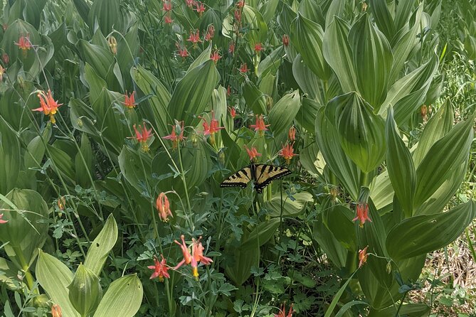 Big Bear Jeep off-road tour with Hike to Bluff Lake Reserve - A Closer Look at the Itinerary