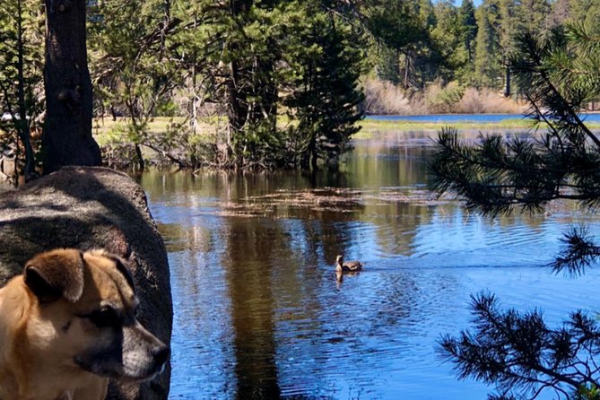 Big Bear Jeep off-road tour with Hike to Bluff Lake Reserve - What to Expect During the Tour