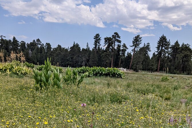 Big Bear Jeep off-road tour with Hike to Bluff Lake Reserve - Logistics and Practical Details
