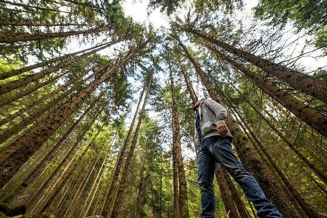 Big Bus San Francisco: Guided Muir Woods Tour - Price and Value: Does It Add Up?