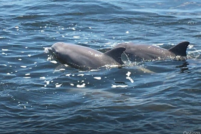 Big Fun Dolphin Cruise & Sealife Experiece ORANGE BEACH ALABAMA - Key Points