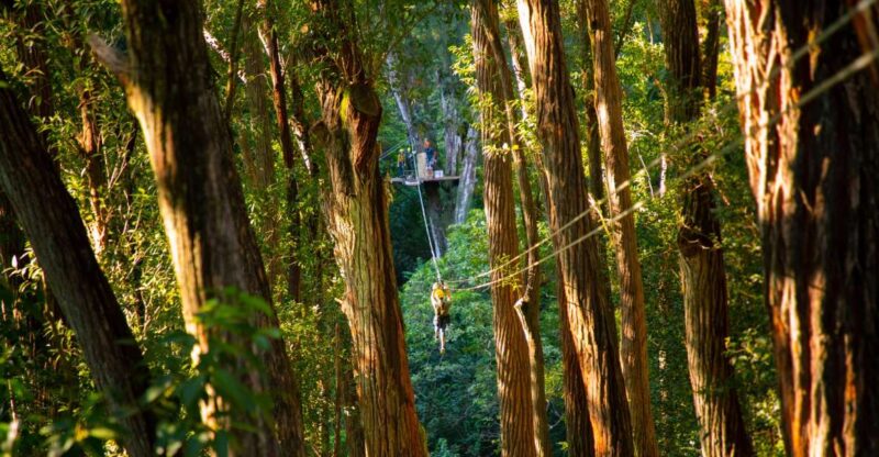 Big Island: 3-Hour Kohala Canopy Zipline Adventure - The Sum Up