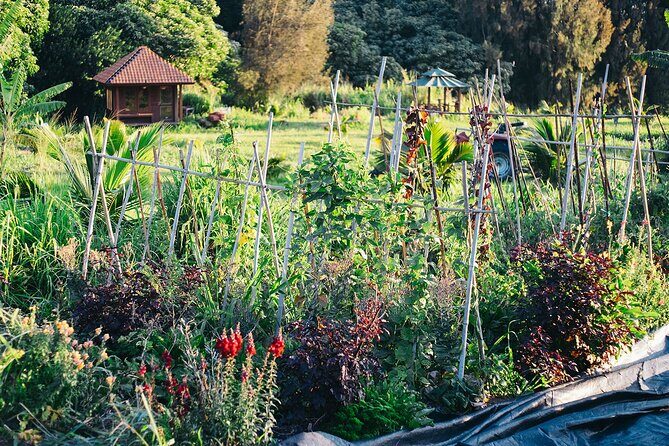 Big Island Farms Tour in Hawaii - An In-Depth Look at the Tour Experience
