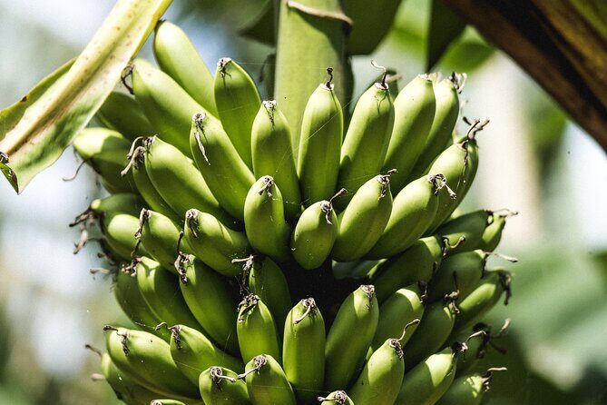 Big Island Farms Tour in Hawaii - Why Choose This Tour?