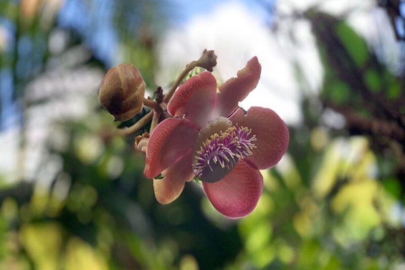 Big Island: Full-Day Sightseeing & Waterfalls Adventure Tour - Practical Tips for Making the Most of the Tour