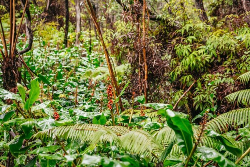 Big Island: Hawai'i Volcanoes National Park Guided Hike - Who Will Love This Tour?