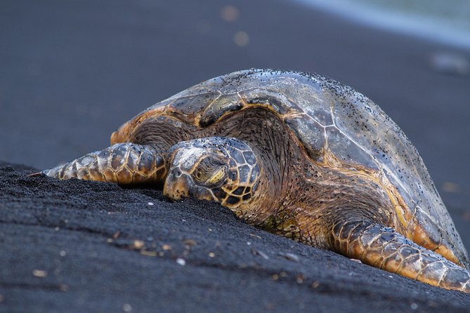 Big Island Highlights: Coffee, Volcano, Black Sands & Waterfall - FAQ