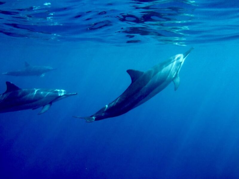 Big Island: Kealakekua Bay, Captain Cook & Marine Life Tour - Why You’ll Love the Kealakekua Bay Tour