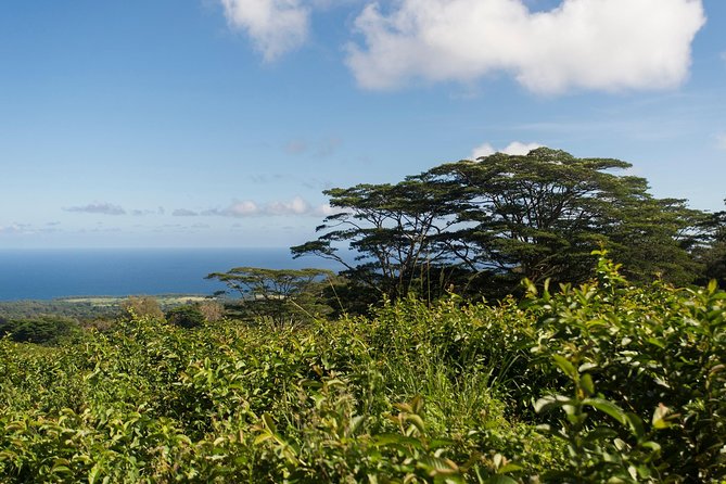Big Island Kohala Canopy Zipline Adventure - FAQ