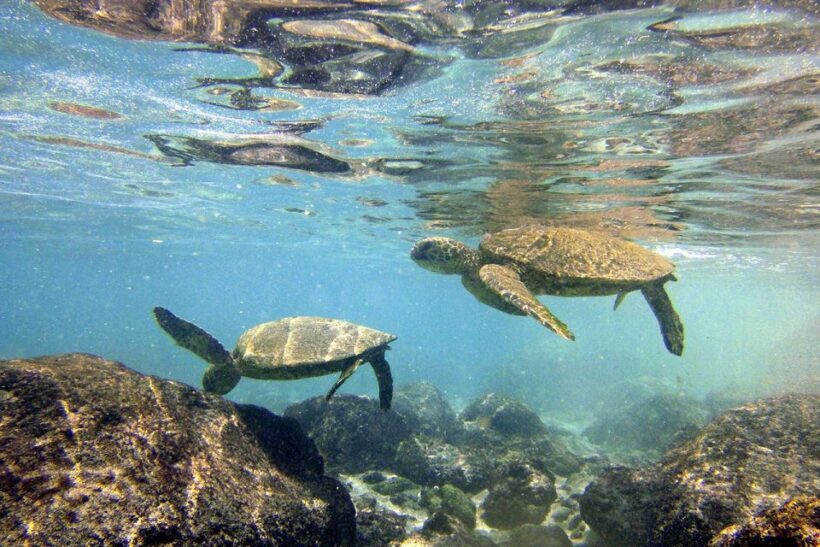 Big Island: Kona Half-Day Boat Tour with Snorkeling & Lunch - Key Points
