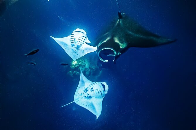 Big Island, Kona Manta Ray Night Snorkel Tour - The Reviews Speak Volumes