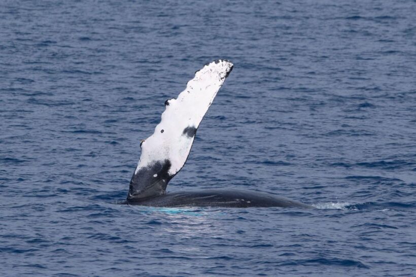 Big Island: Kona Super Raft Whale Watch - Key Points