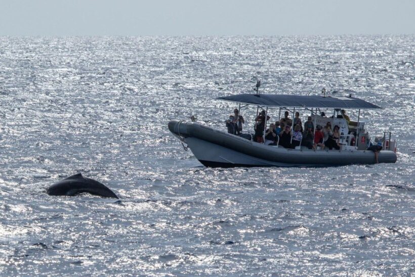 Big Island: Kona Super Raft Whale Watch - Why This Tour Is Worth Considering