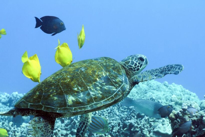 Big Island: Luxury Catamaran Trip along the Kona Coast - Pricing and Value: Does It Stand Up?