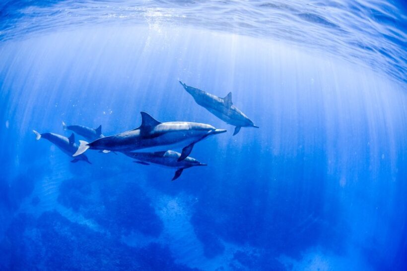 Big Island: Luxury Catamaran Trip along the Kona Coast - Who Will Love This Tour?