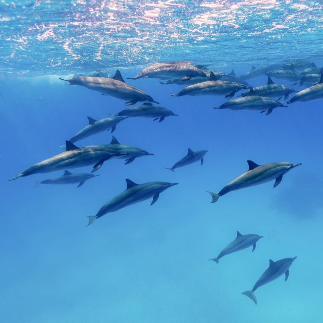 Big Island: Morning Snorkel Sail to Captain Cook's Monument - FAQ