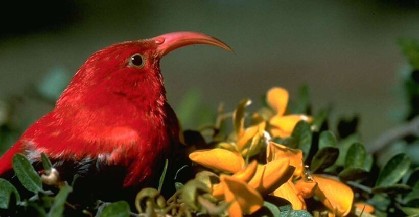 Big Island: Native Bird Watching & Hiking Tour - The Value of This Experience