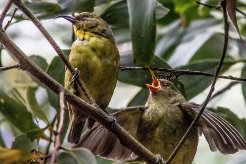 Big Island: Native Bird Watching & Hiking Tour - Practical Details: Transportation, Timing, and Participation