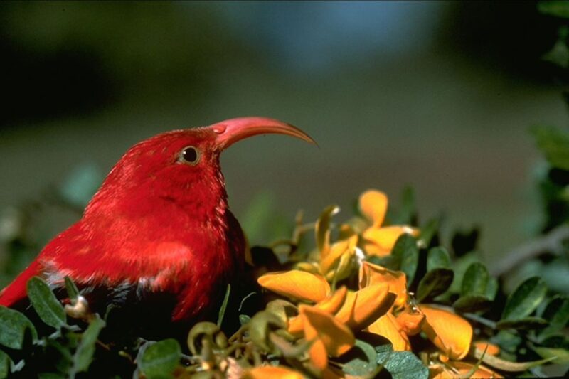 Big Island: Native Bird Watching & Hiking Tour - An In-Depth Look at the Tour Experience
