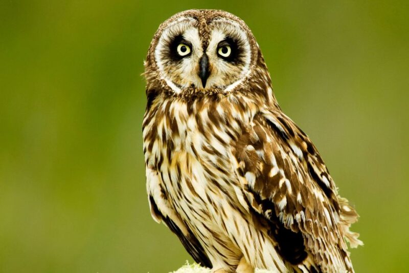 Big Island: Native Bird Watching & Hiking Tour - FAQ