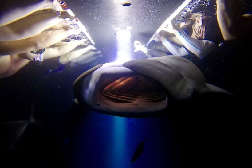 Big Island: Night Swim with Manta Ray with Hot Chocolate - The Experience: What You Can Expect