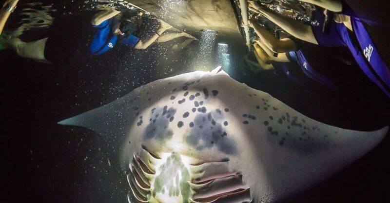 Big Island: Night Swim with Manta Ray with Hot Chocolate - Post-Swim Comfort and Reflection