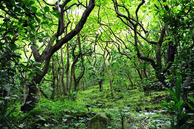 Big Island North Island Jungle Adventure - Self-Guided Audio Tour - Final Thoughts: Is It Worth It?
