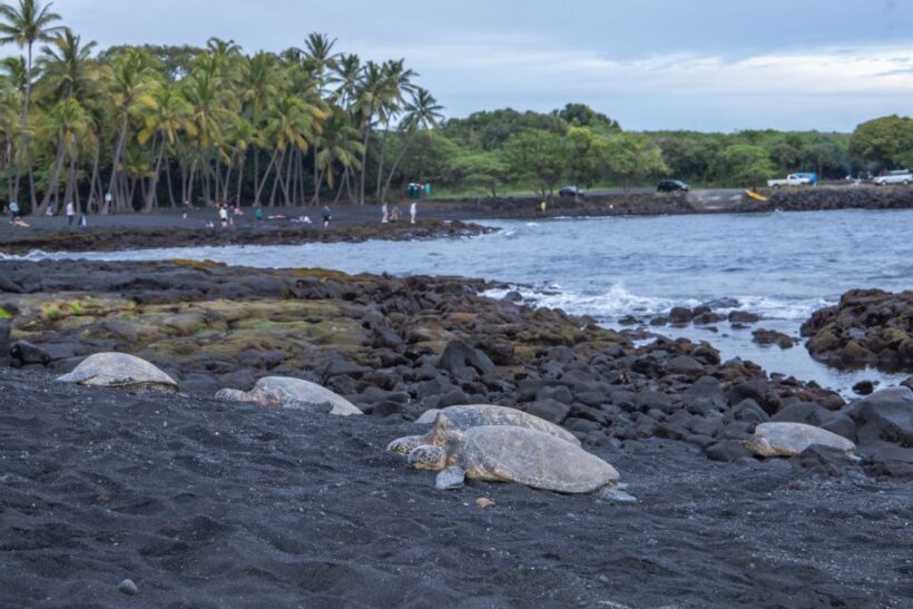 Big Island: Private Island Circle Tour with Lunch and Dinner - Who Would Love This Tour?