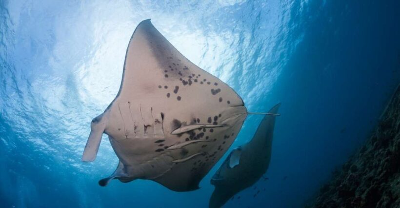 Big Island: Snorkel with Manta Rays - Manta Guarantee - Equipment and Comfort