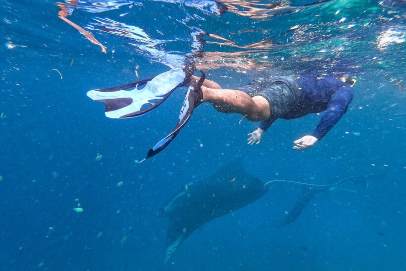 Big Island: Snorkel with Manta Rays - Manta Guarantee - Who Should Consider This Tour?
