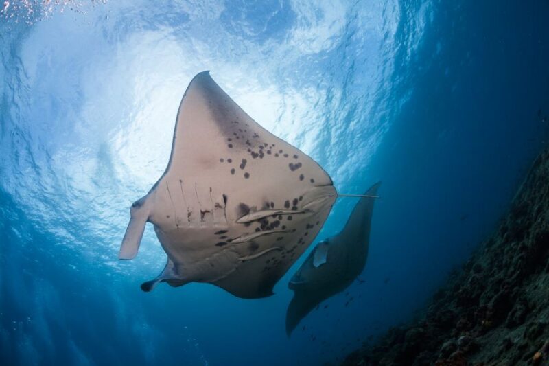 Big Island: Snorkel with Manta Rays - Manta Guarantee - What’s Included and What to Bring