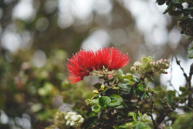 Big Island Tour of East to West - Who Will Love This Tour?