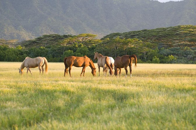 Big Island Waterfalls Tour with Swimming and Botanical Garden - Key Points: