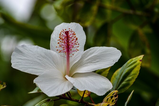 Big Island Zipline over KoleKole Falls - FAQ