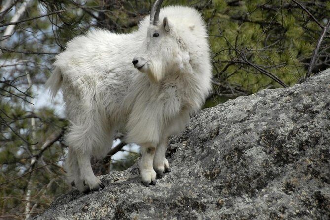 BIG - Mt Rushmore & Crazy Horse & Bison Safari-Needles-Iron Mtn - The Sum Up: Who Will Love This Tour?
