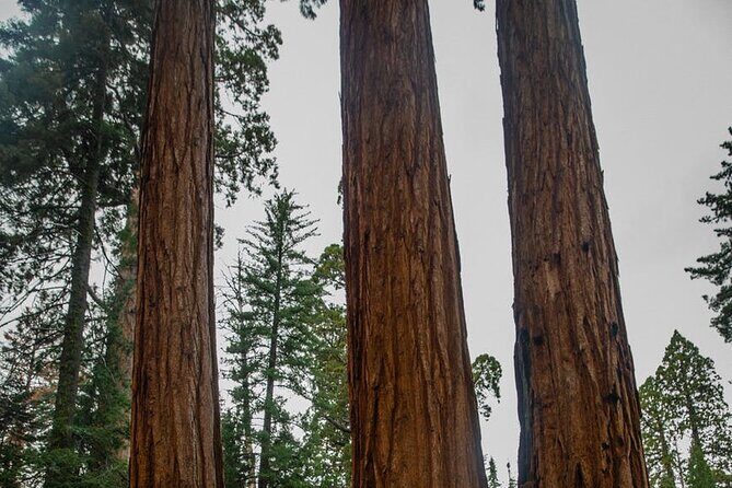 Big Sur Monterey 17 Mile Private Tour from San Francisco 1-12 ppl - Authentic Traveler Feedback (Based on Available Reviews)