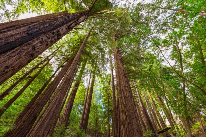 Big Sur: Sightseeing Tour with 4 to 5 Stops - Exploring the Itinerary in Detail