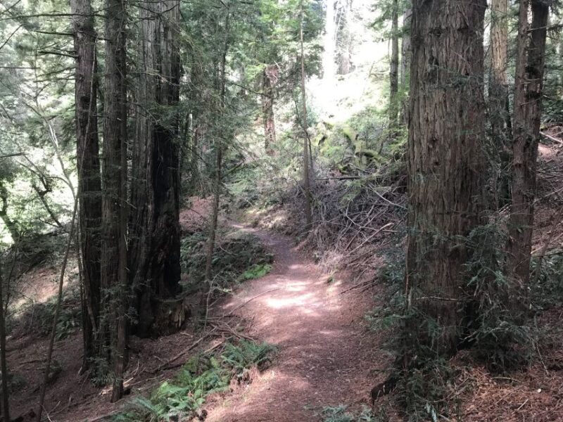 Big Sur: Sightseeing Tour with 4 to 5 Stops - Authentic Voices: What Travelers Say