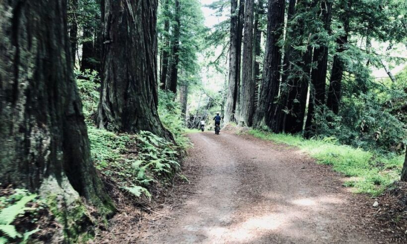 Big Sur's Old Coast Road E-Bike Tour - An In-Depth Look at Big Sur’s Old Coast Road E-Bike Tour