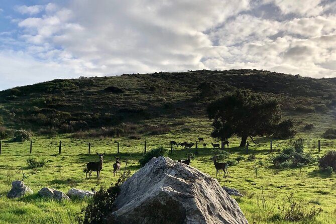 Big Sur's Old Coast Road eBike Tour - The Sum Up