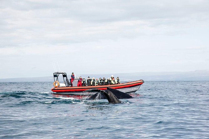 Big Whales & Puffins RIB boat tour from Húsavík - Wildlife Encounters in Depth