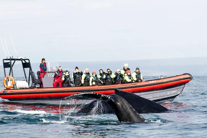 Big Whales & Puffins RIB boat tour from Húsavík - The Value for Money