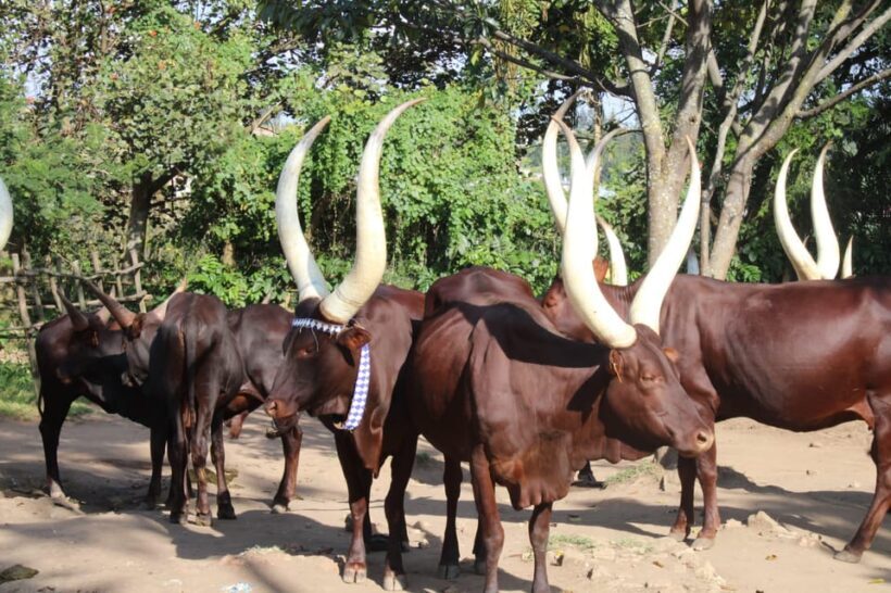 BIGOGWE : Rock Climbing and Cow Milking & Corn Roasting Tour - An Inside Look at the Bigogwe Tour